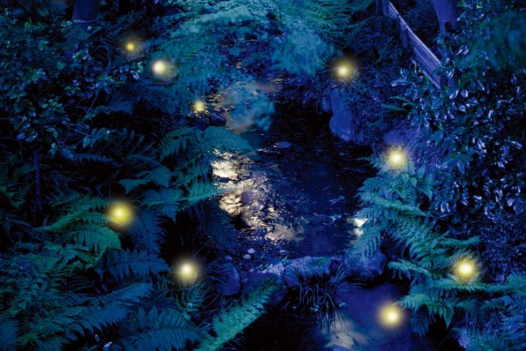 Fireflies in Japan: Best Viewing Spots and Useful Tips | Hotel ...