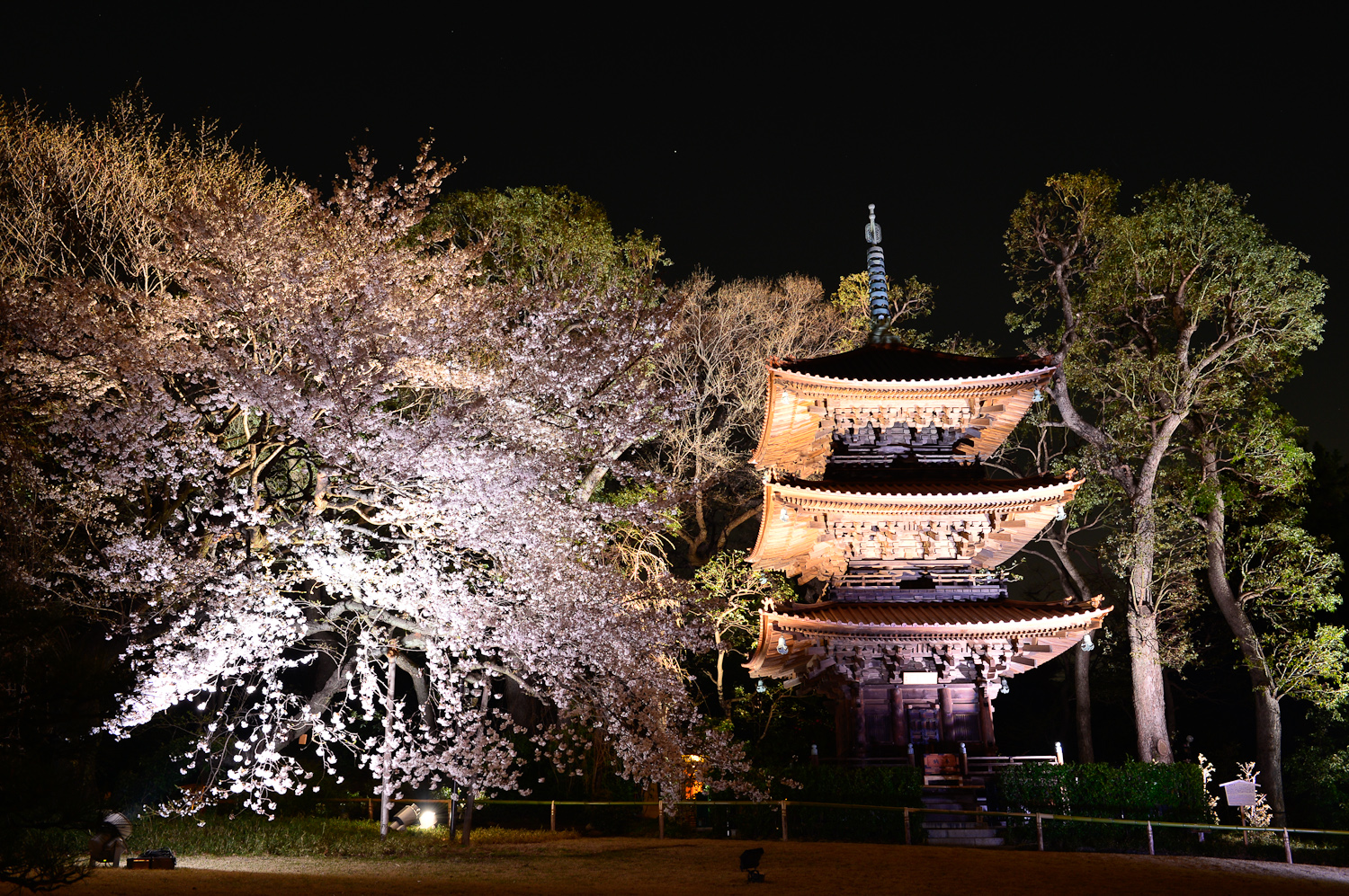 Cherry Blossoms and the Sea of Clouds! Spring at Hotel Chinzanso Tokyo ...