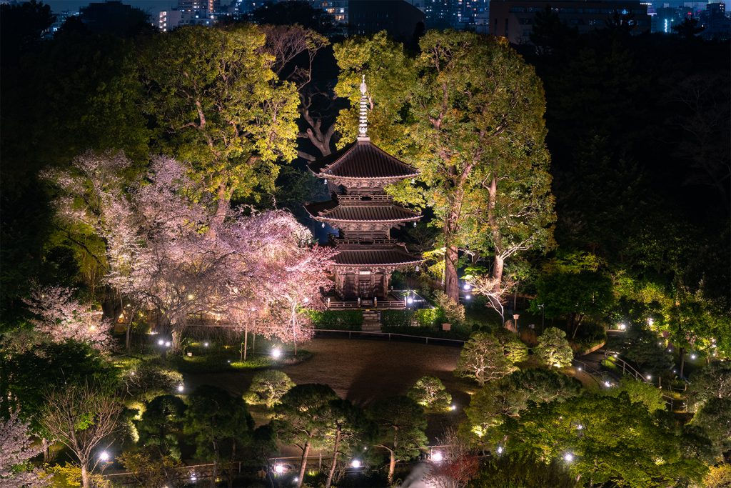 Cherry Blossoms and the Sea of Clouds! Spring at Hotel Chinzanso Tokyo ...